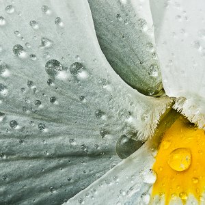 white-flowers | DPReview Forums