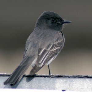 sunland-sunset | DPReview Forums