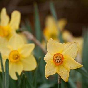 So many flowers, so little time | DPReview Forums