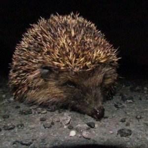 hedgehog 1 | DPReview Forums