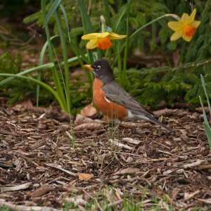 Early Birds | DPReview Forums