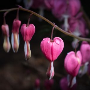 Bleeding Hearts | DPReview Forums