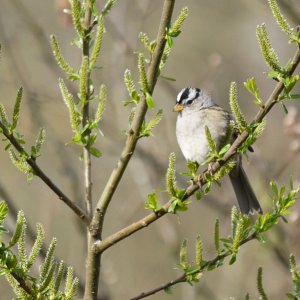 White-Crowned Sparrow | DPReview Forums