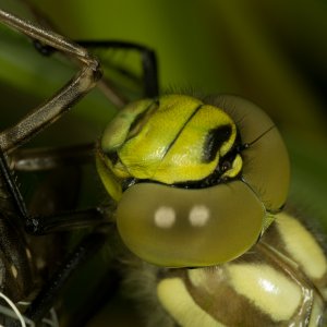 ring-flash | DPReview Forums