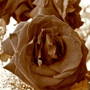 brands | DPReview Forums