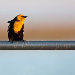 Yellow-headed Blackbird #5 | DPReview Forums