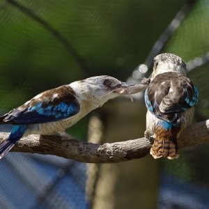 SG218990 - Blue-winged Kookaburra | DPReview Forums