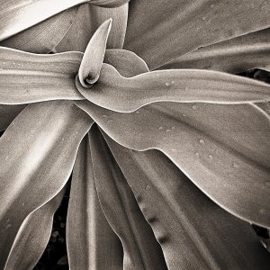 feuille | DPReview Forums