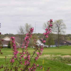 from-deck | DPReview Forums