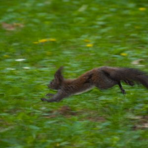 eurasian-red-squirrel | DPReview Forums