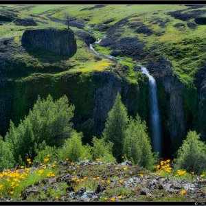 california-poppy | DPReview Forums