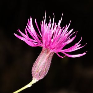 attica | DPReview Forums