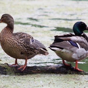 olympus-50-200 | DPReview Forums