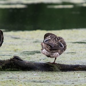 olympus-50-200 | DPReview Forums