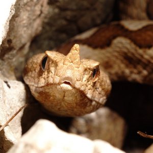 attica | DPReview Forums