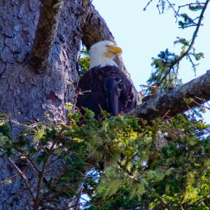 eagle | DPReview Forums