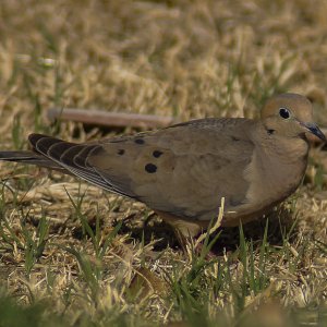 Early Mourning Dove | DPReview Forums