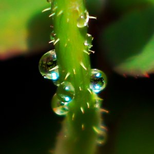 sunshowers | DPReview Forums