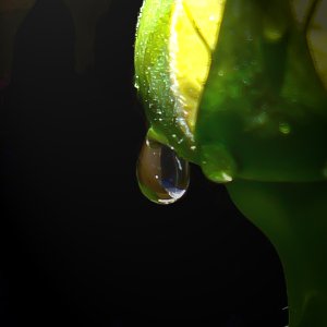 sunshowers | DPReview Forums