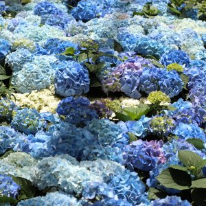 Bellagio 075 copy | DPReview Forums