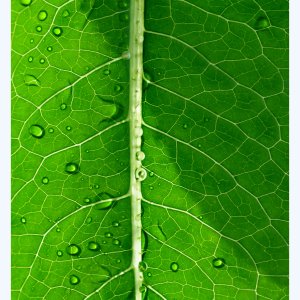 Green | DPReview Forums