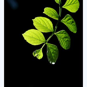 Green | DPReview Forums