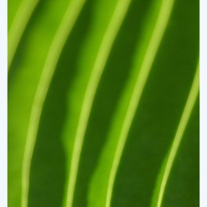 Green | DPReview Forums