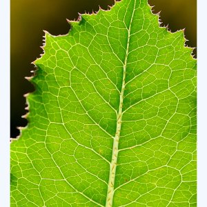 Green | DPReview Forums