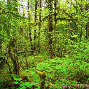 12-50 | DPReview Forums