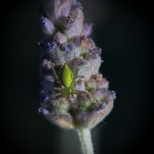 sunland-sunset | DPReview Forums