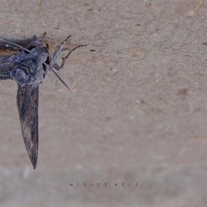 sony-cyber-shot-dsc-hx100v-preview-samples | DPReview Forums