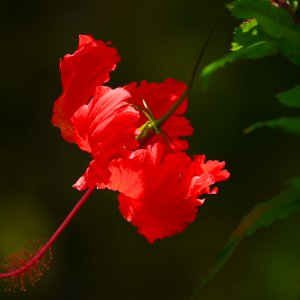 Red Flower | DPReview Forums