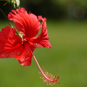 Red Flower | DPReview Forums