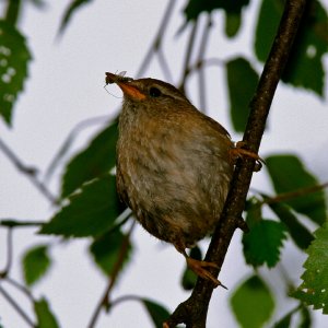 wren | DPReview Forums