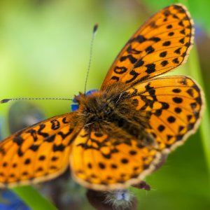 10.06.12 | DPReview Forums