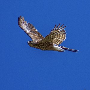 birds-of-southern-california-coopers-hawk | DPReview Forums