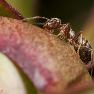 Pharaoh ant | DPReview Forums