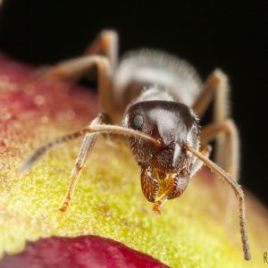 Pharaoh ant | DPReview Forums