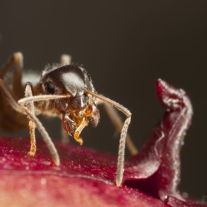 Pharaoh ant | DPReview Forums