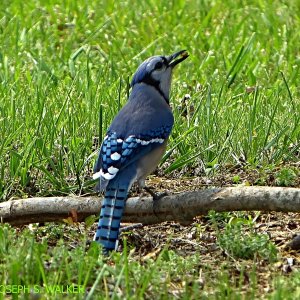 BLUE JAY 1 | DPReview Forums