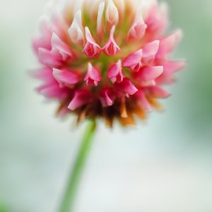 macros-flowers | DPReview Forums