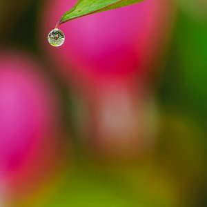 macros-flowers | DPReview Forums