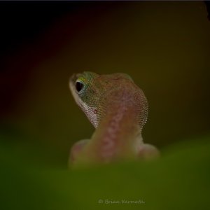 Carolina anole or green anole (Anolis carolinensis) keeping a watchful ...