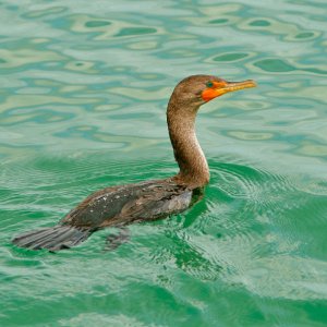 Double-Crested Cormorant (Juvenile) | DPReview Forums