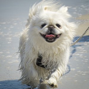 Beach Run | DPReview Forums