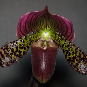 paphiopedilum (ladyslipper) orchid | DPReview Forums
