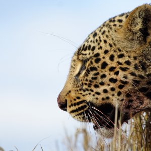 She just had an impala for lunch | DPReview Forums