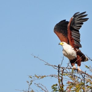 African Fish-Eagle | DPReview Forums