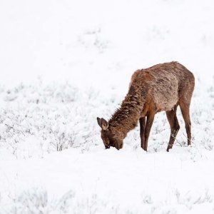 Elk #3 | DPReview Forums