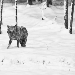 Wolf #11 | DPReview Forums